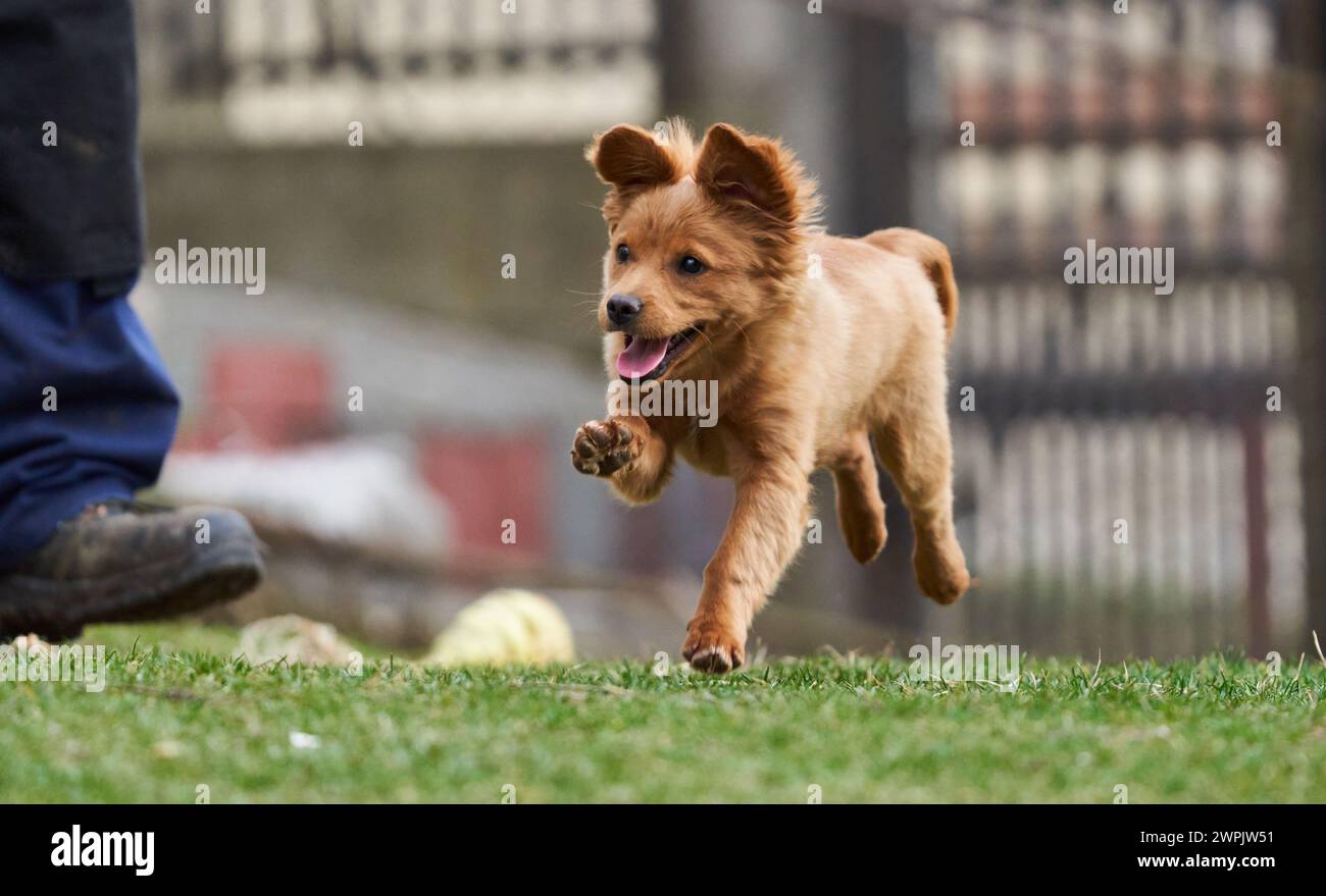 Cute little brown dog playing happy in the grass with its owners Stock ...