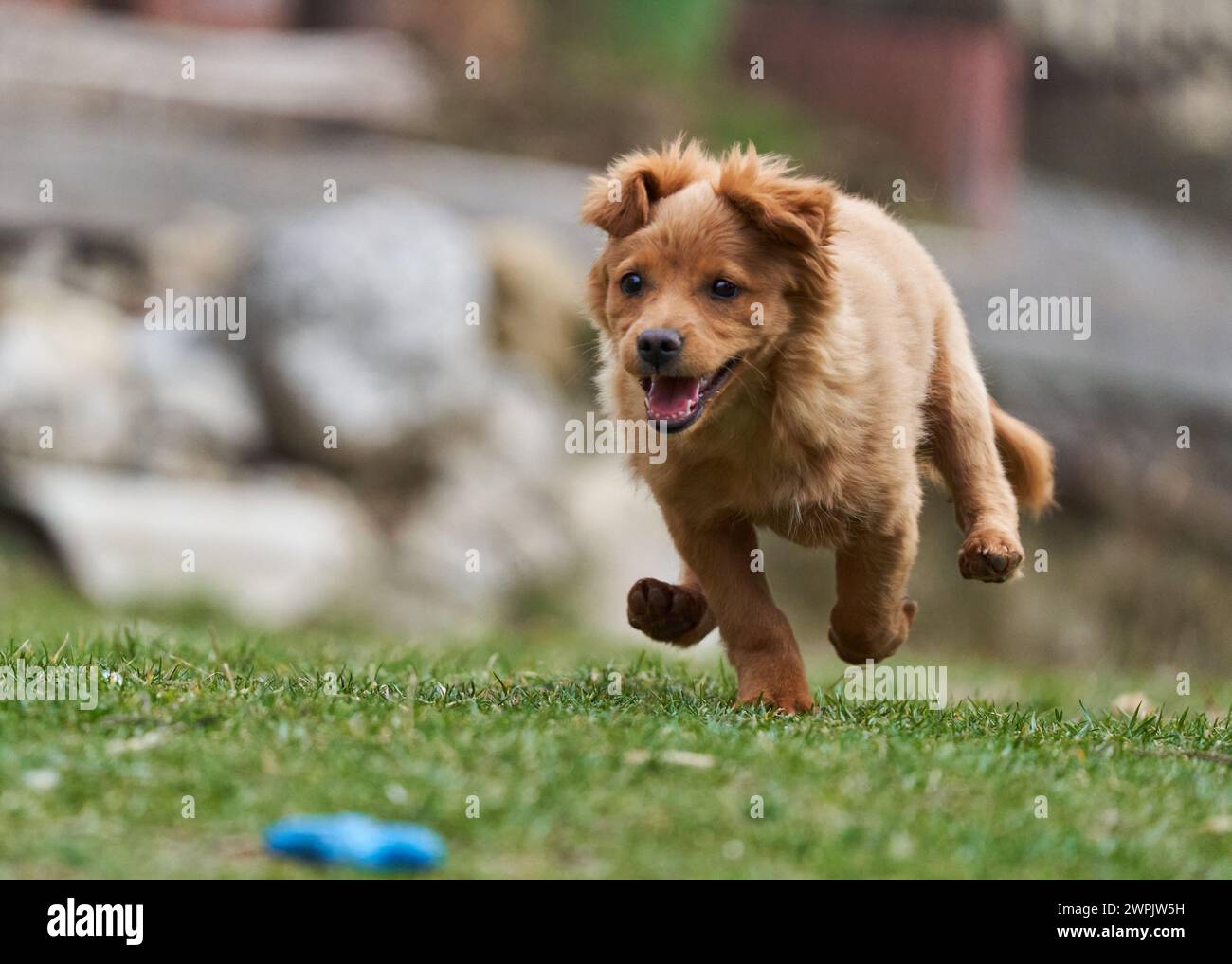 Cute little brown dog playing happy in the grass with its owners Stock ...