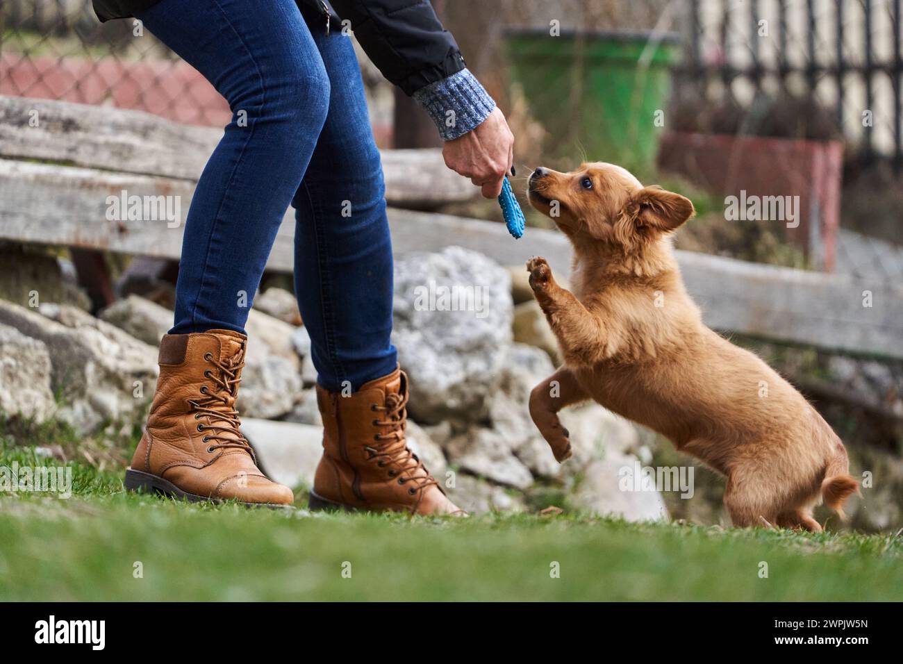 Cute little brown dog playing happy in the grass with its owners Stock ...