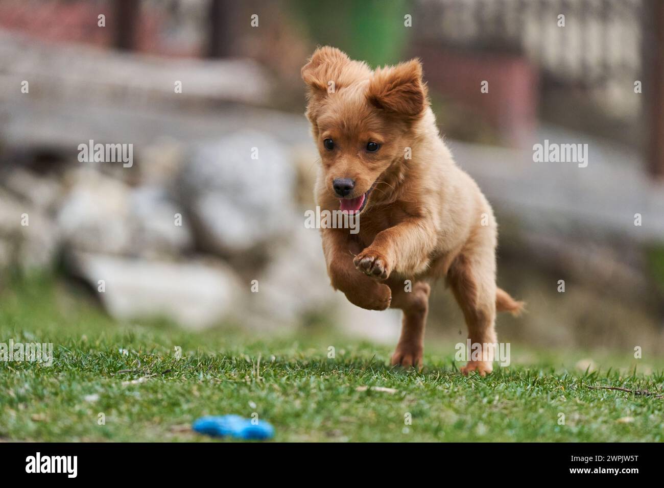 Cute little brown dog playing happy in the grass with its owners Stock ...