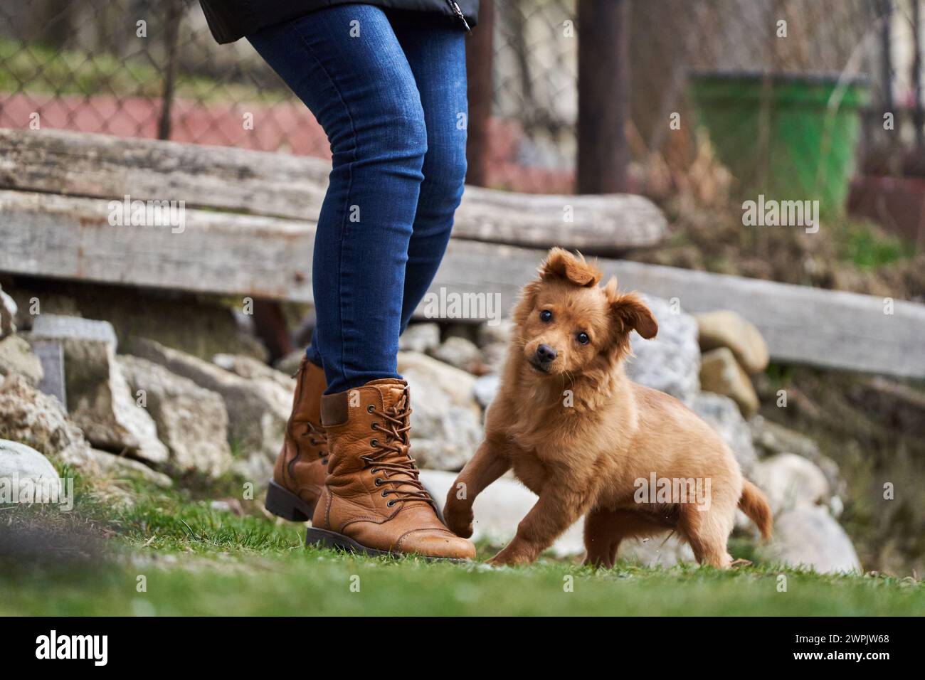 Cute little brown dog playing happy in the grass with its owners Stock ...