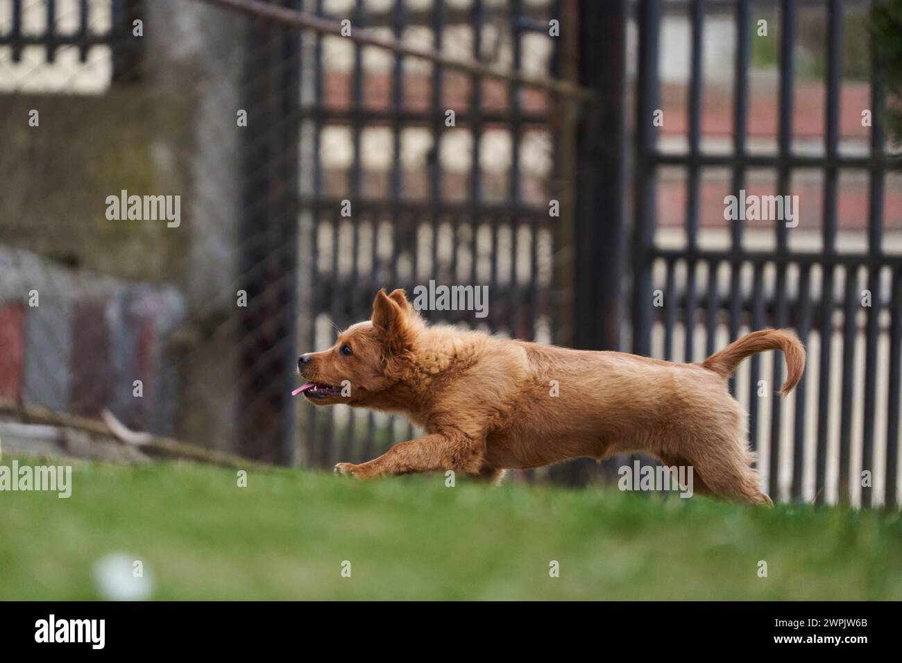 Cute little brown dog playing happy in the grass with its owners Stock ...