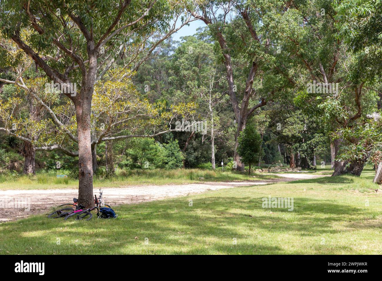Royal National Park near Cronulla in Sydney, fig tree flat picnic area ...
