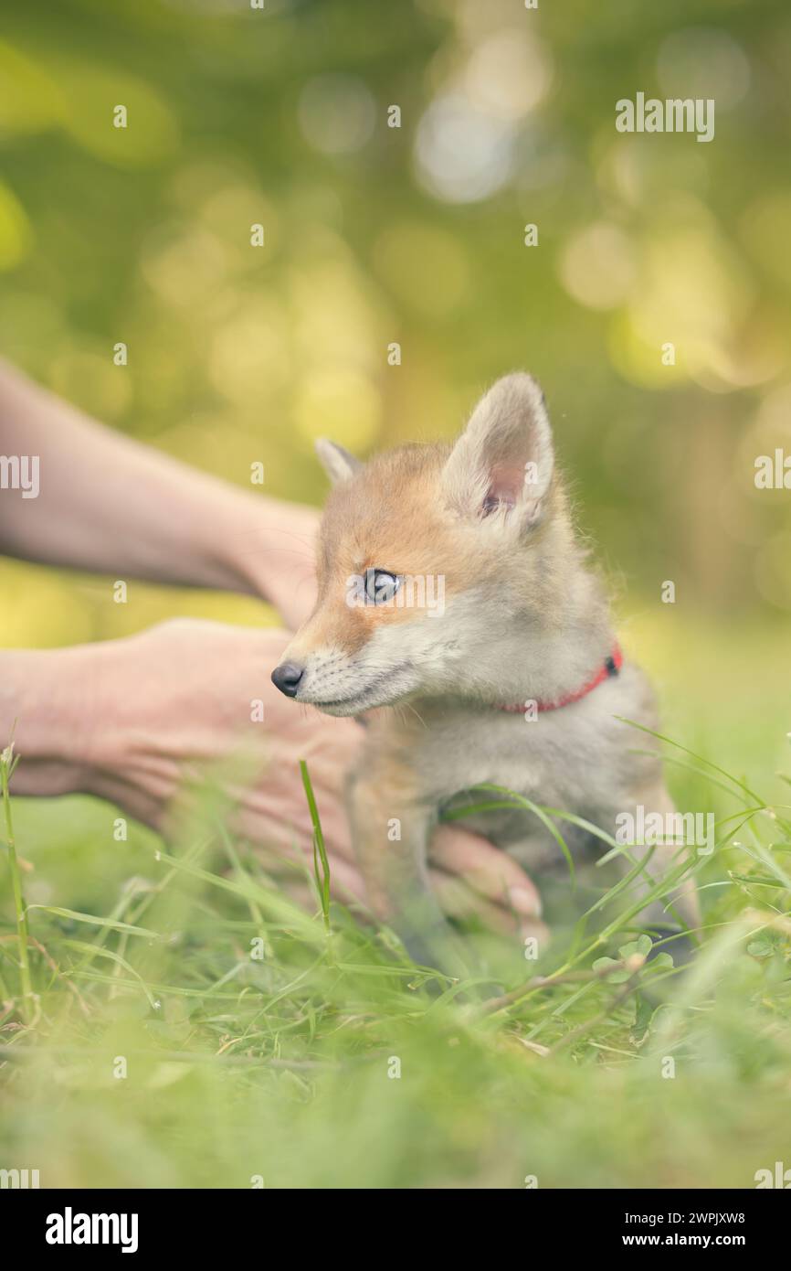 Adopting hi-res stock photography and images - Alamy