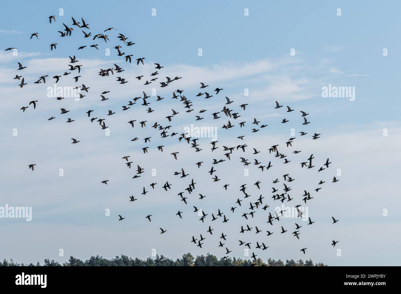 Birds flying over water with trees in background Stock Photo - Alamy
