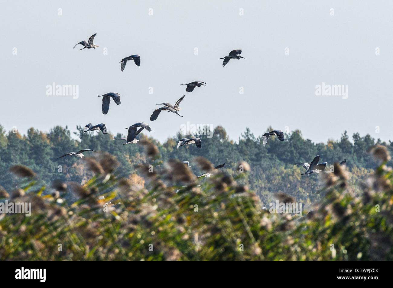 Birds of canopy hi-res stock photography and images - Alamy