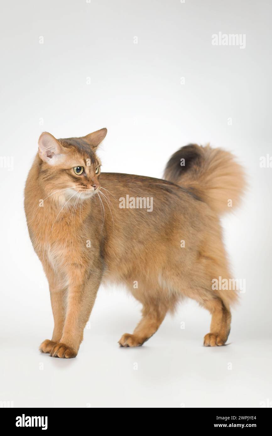 Portrait somali cat hi-res stock photography and images - Alamy