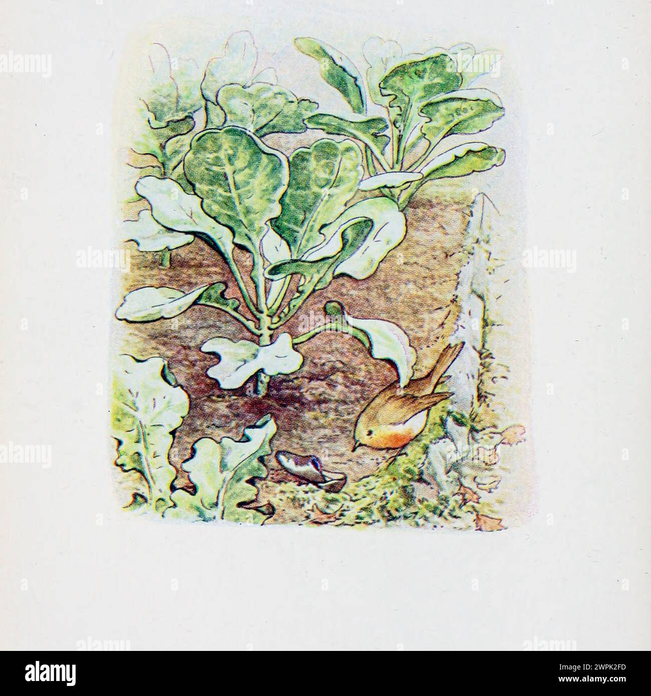 The Tale of Peter Rabbit a children's book written and illustrated by ...