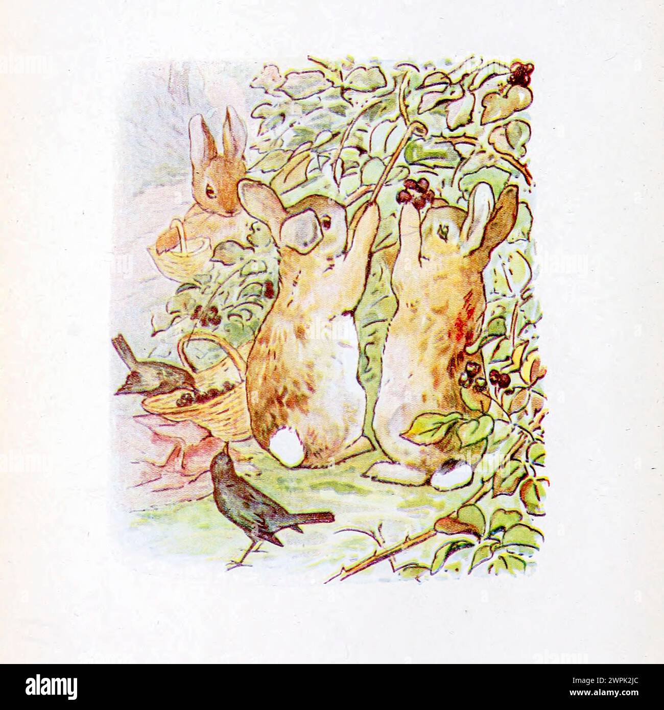 The Tale of Peter Rabbit a children's book written and illustrated by ...