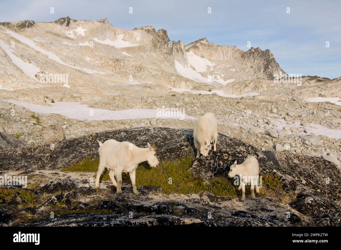 Mountain goats Oreamnos americanus in the Enchantments Alpine Lakes ...