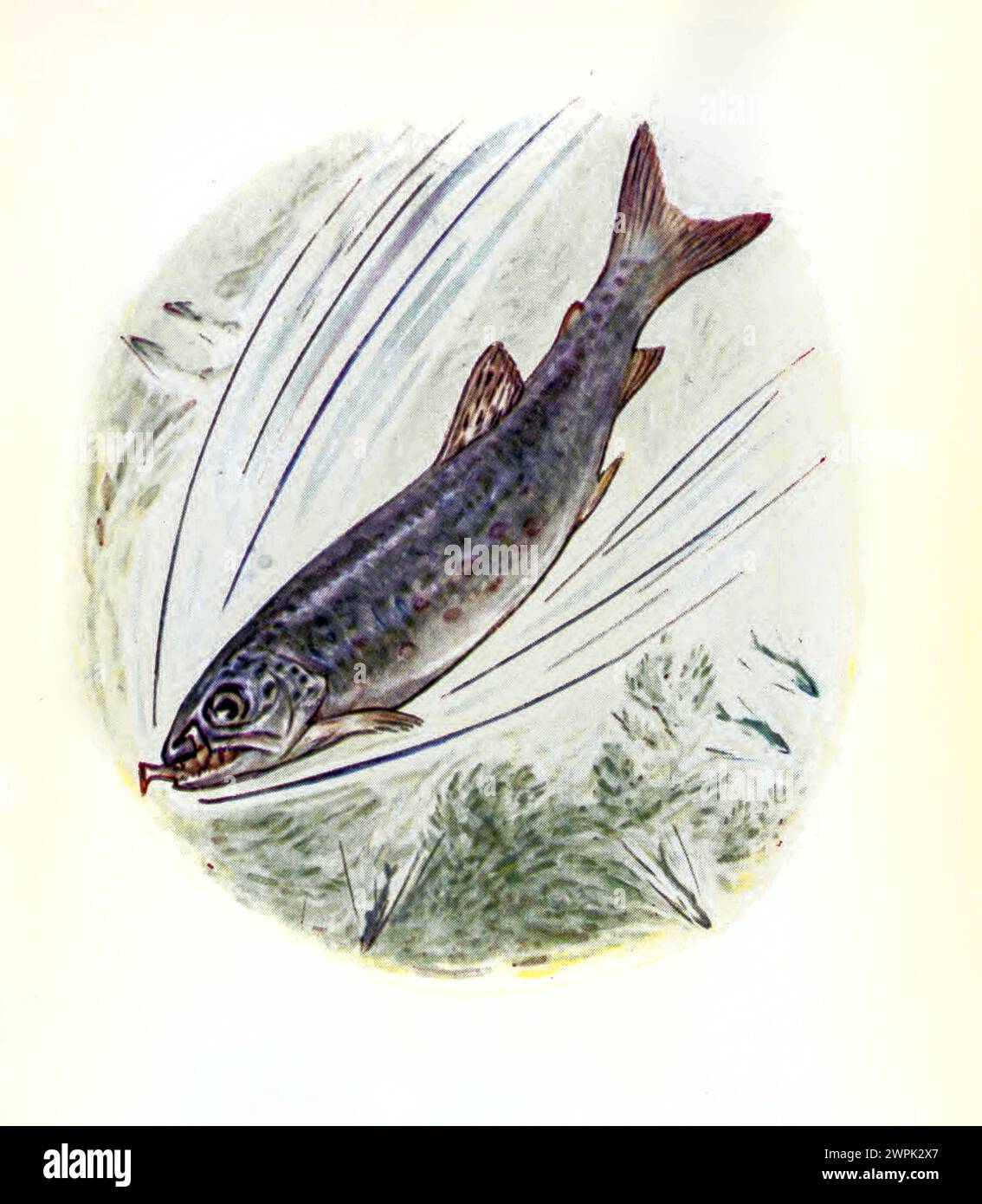 Big five drawing hi-res stock photography and images - Alamy