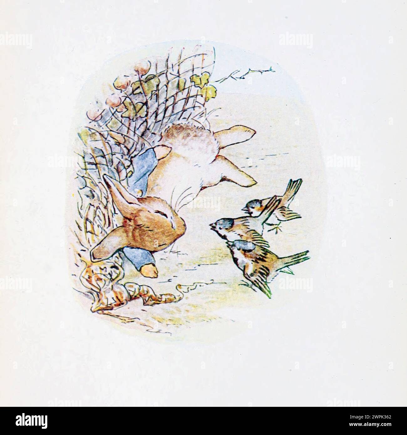 The Tale of Peter Rabbit a children's book written and illustrated by ...