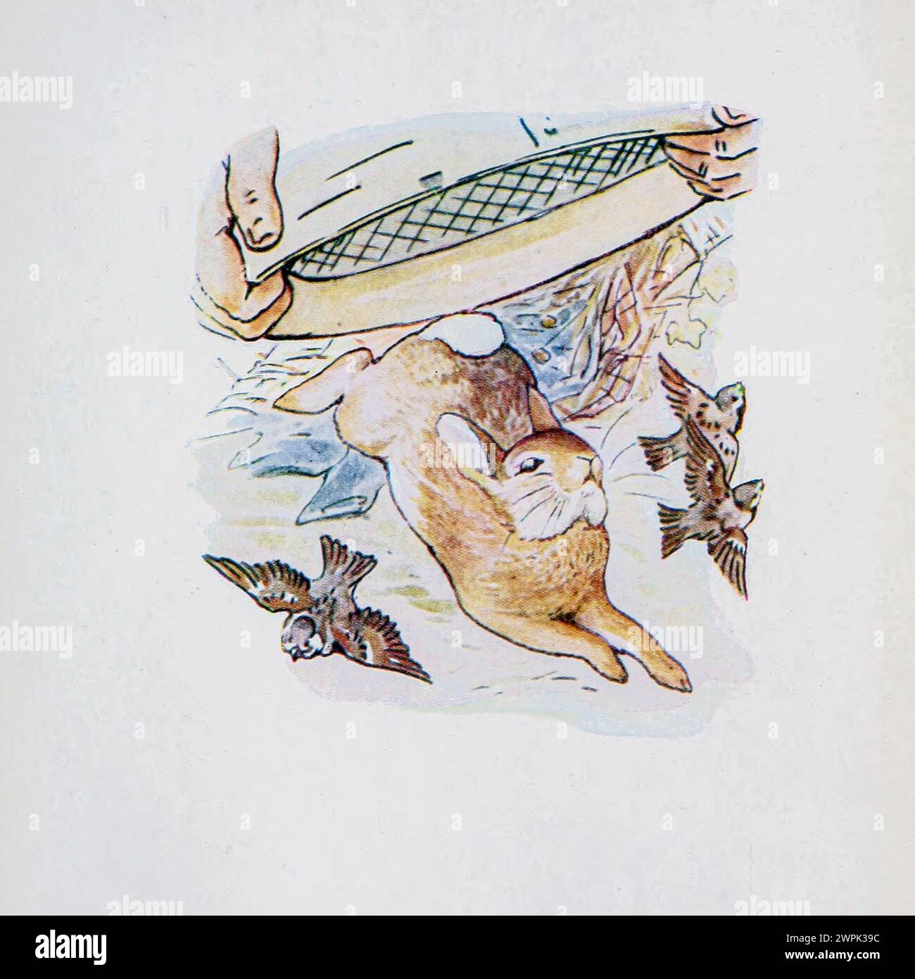 The Tale of Peter Rabbit a children's book written and illustrated by ...