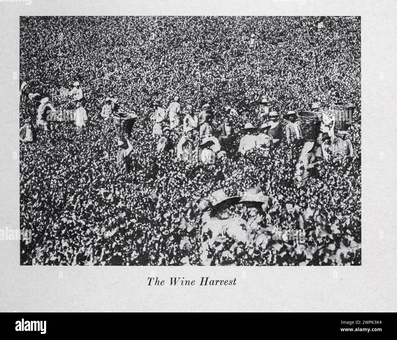 The Wine Harvest Palestine, the rebirth of an ancient people, by Albert ...
