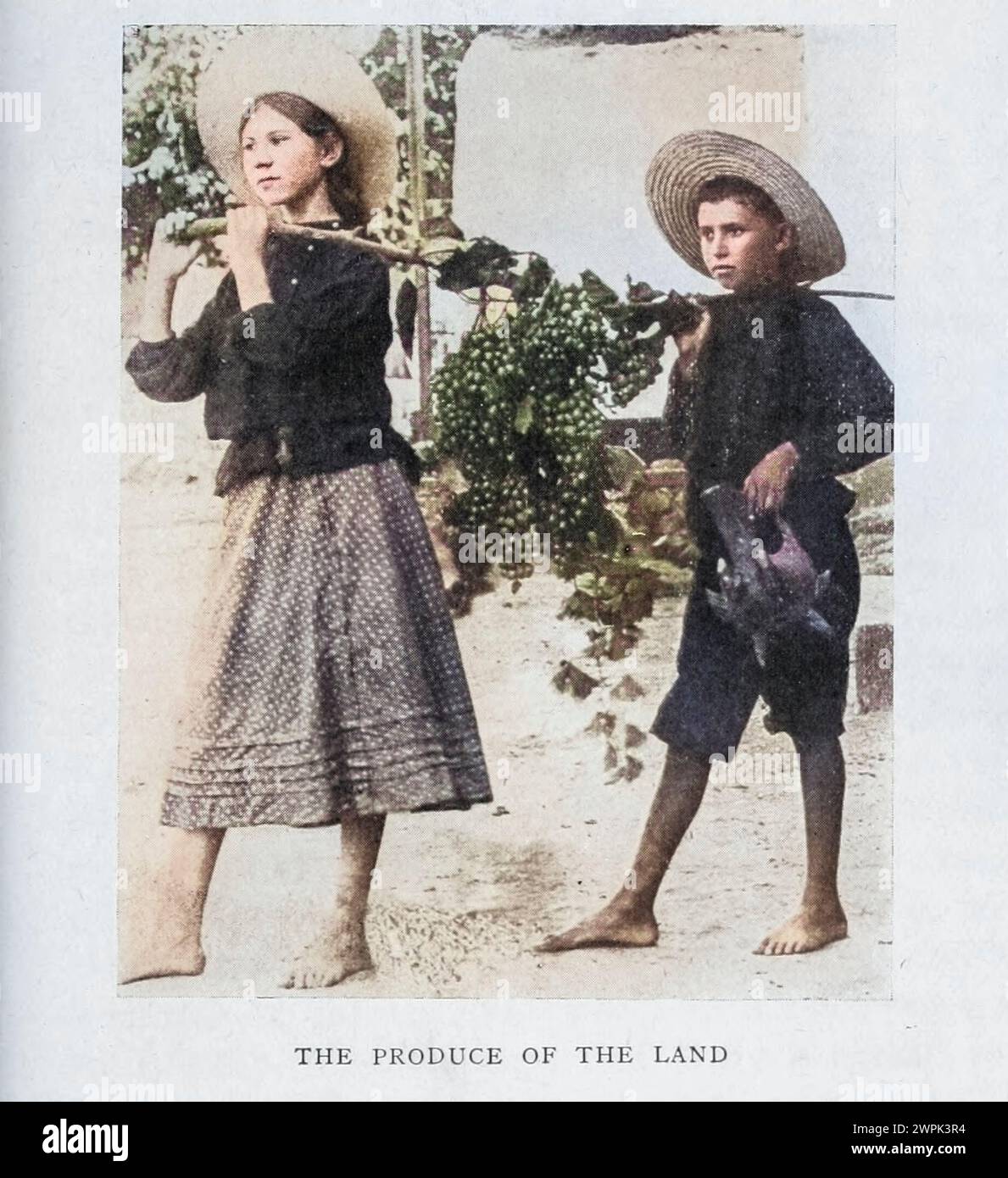 the produce of the land Palestine, the rebirth of an ancient people, by ...