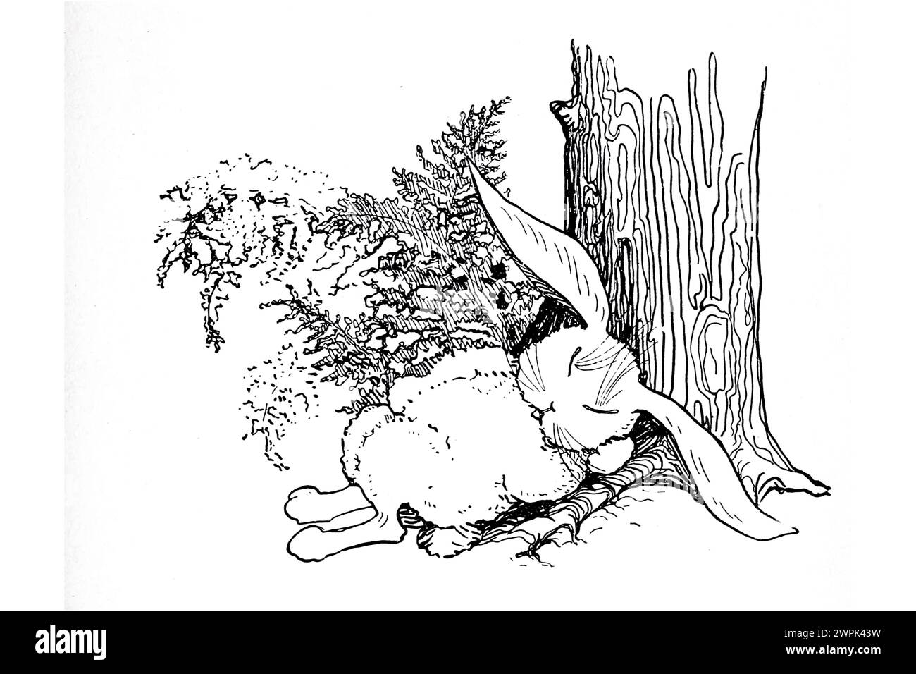 Peter rabbit drawing hi-res stock photography and images - Alamy