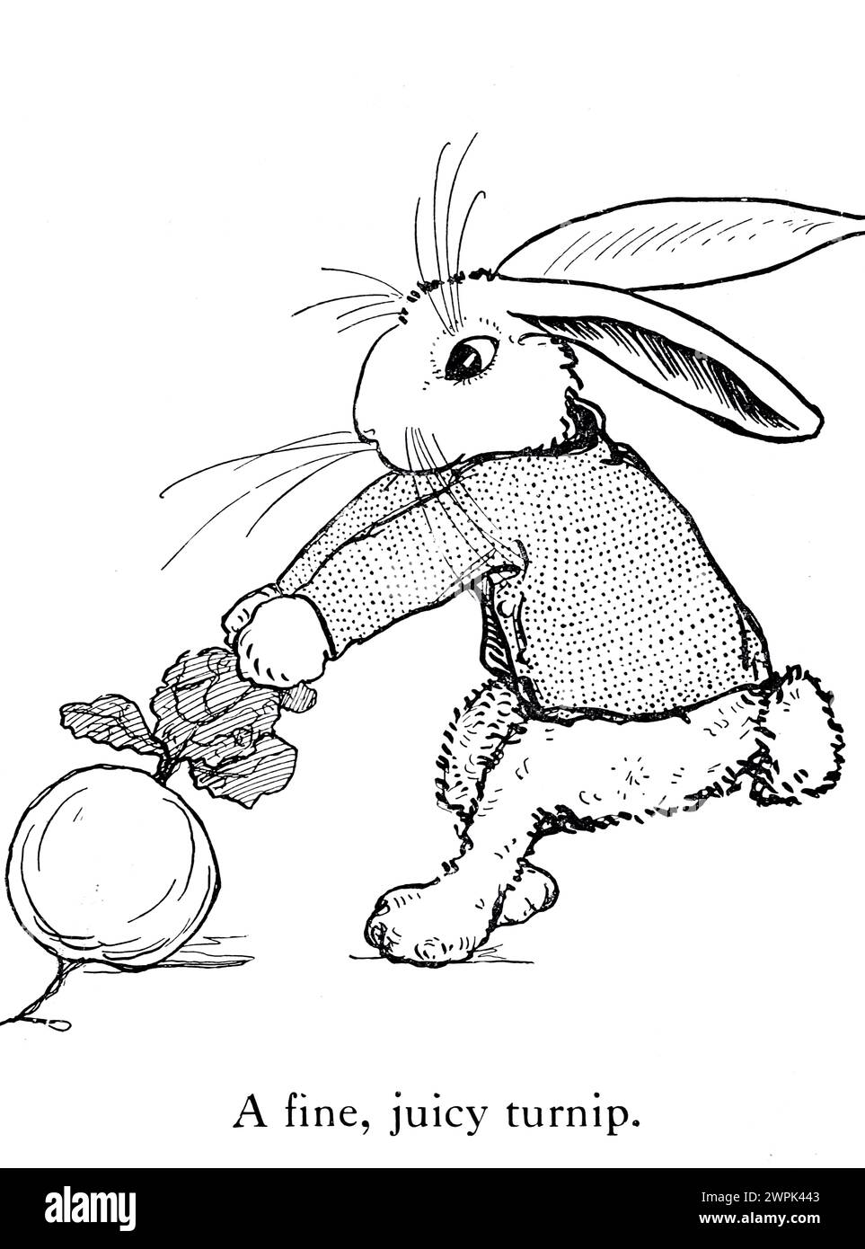 A fine juicy turnip Peter Rabbit and his ma by Louise A Field ...