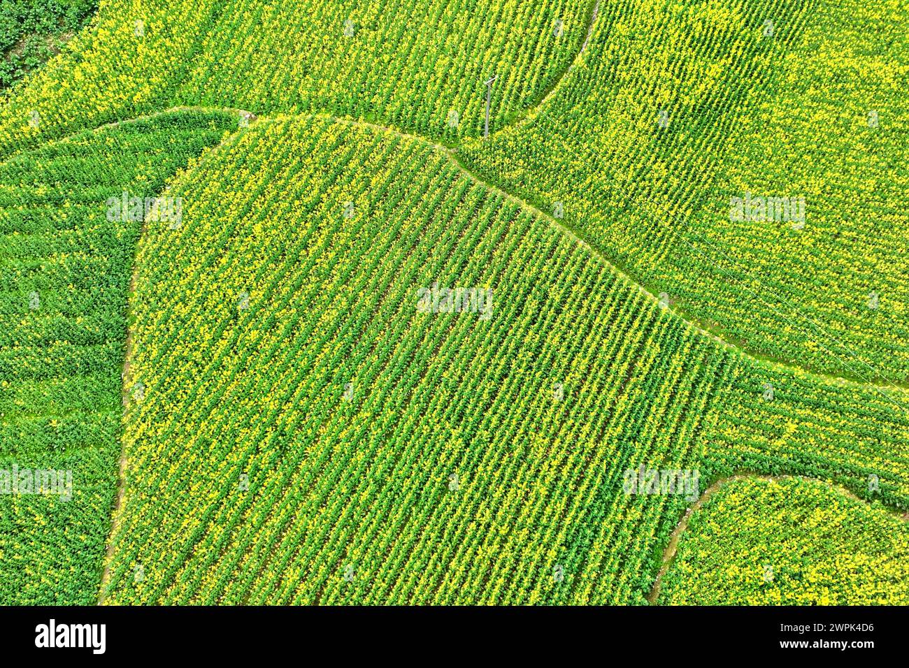 Aerial photo shows the blooming cole flower field in Chongqing, China ...