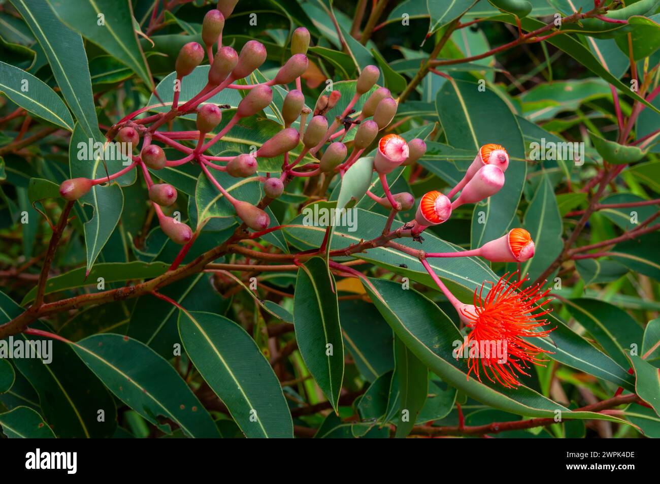 Sydney Australia, flowers and buds of a corymbia ficifolia 'Baby Orange ...