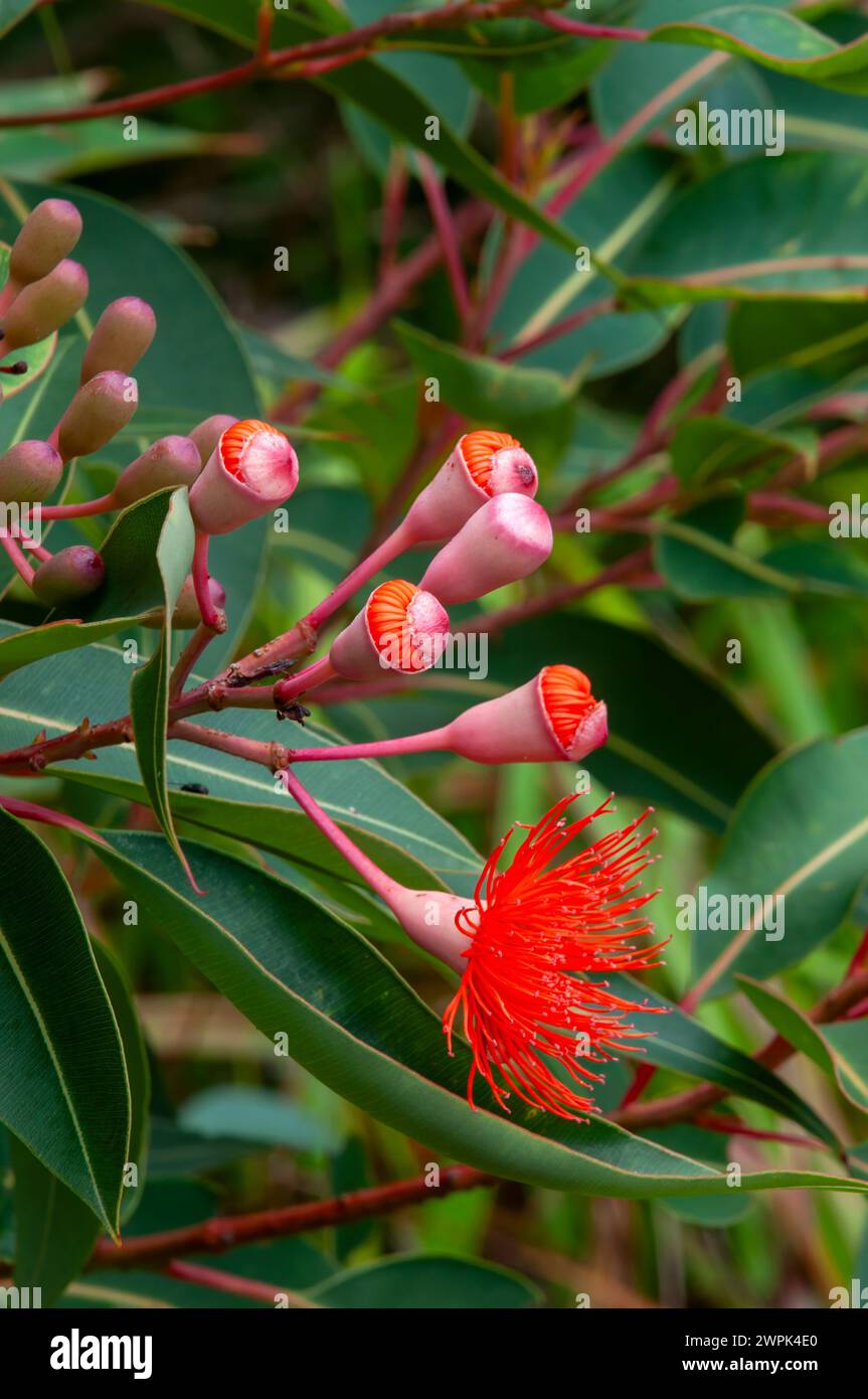 Sydney Australia, flowers and buds of a corymbia ficifolia 'Baby Orange ...