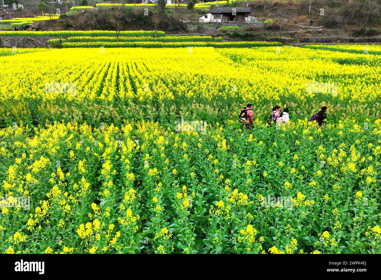 Aerial photo shows the blooming cole flower field in Chongqing, China ...