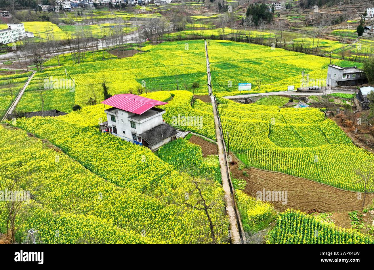 Aerial photo shows the blooming cole flower field in Chongqing, China ...