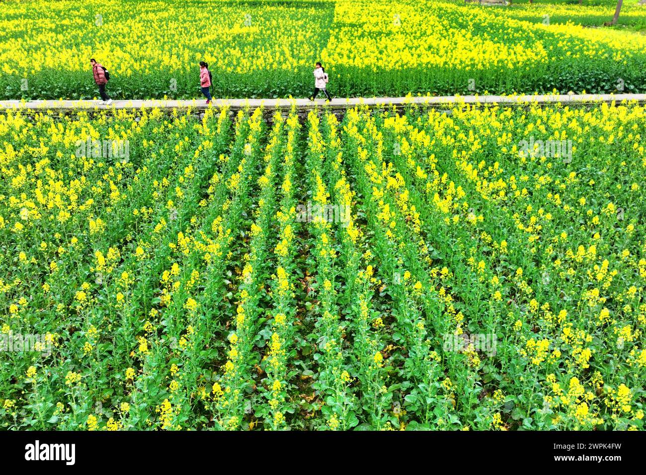 Aerial photo shows the blooming cole flower field in Chongqing, China ...