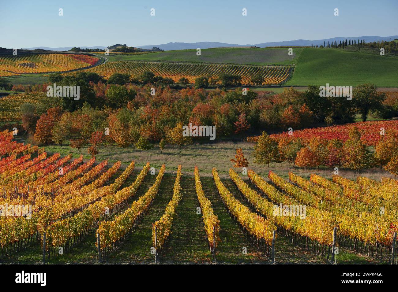 Vigneti toscana hi-res stock photography and images - Alamy