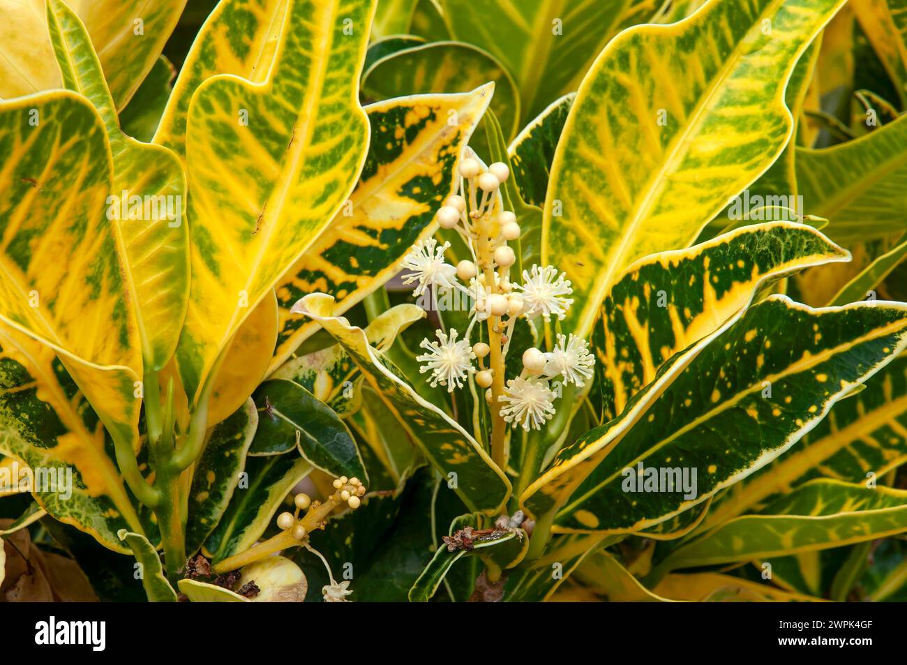 Sydney Australia, flowers of a codiaeum variegatum "Golden Ring Stock ...