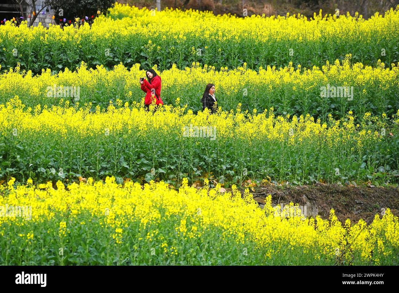 Aerial photo shows the blooming cole flower field in Chongqing, China ...
