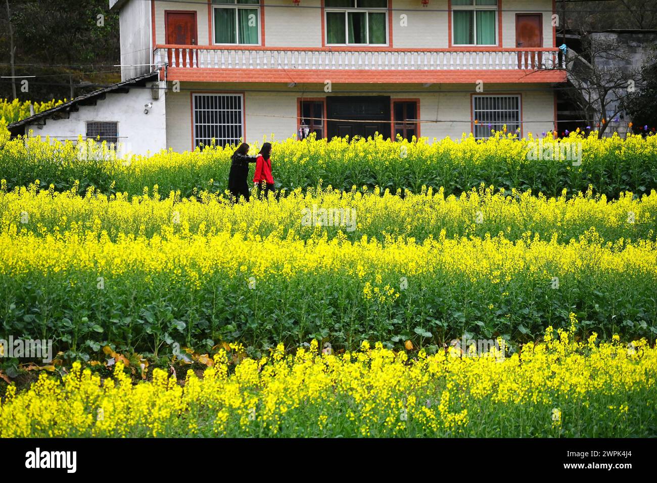 Aerial photo shows the blooming cole flower field in Chongqing, China ...