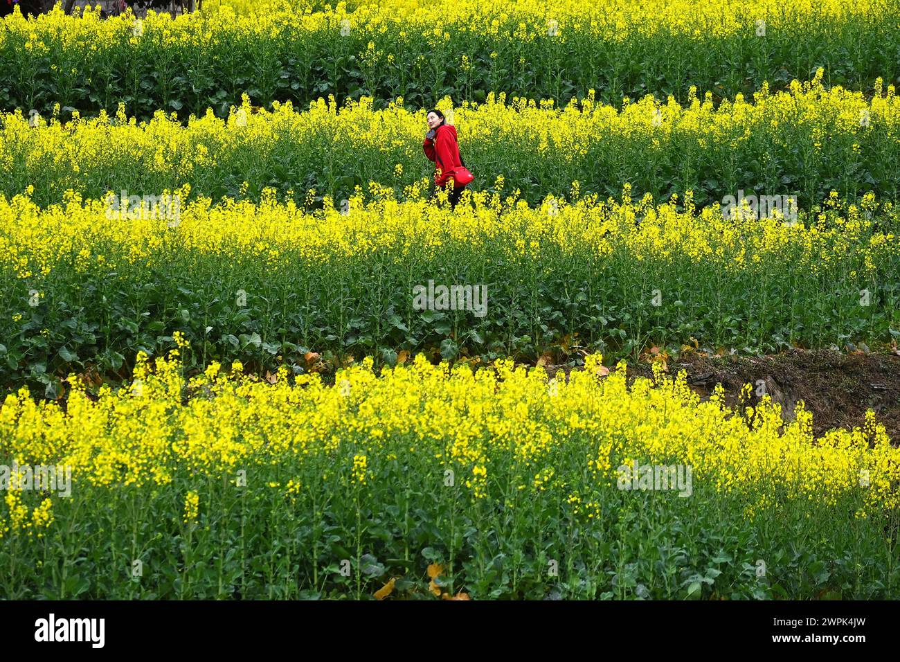 Aerial photo shows the blooming cole flower field in Chongqing, China ...