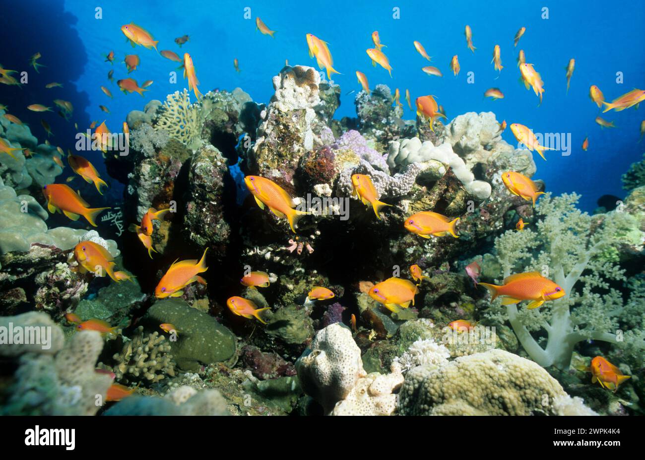 Saudi Arabia, Jeddah, the Red Sea, Anthias fish and coral reef in the ...