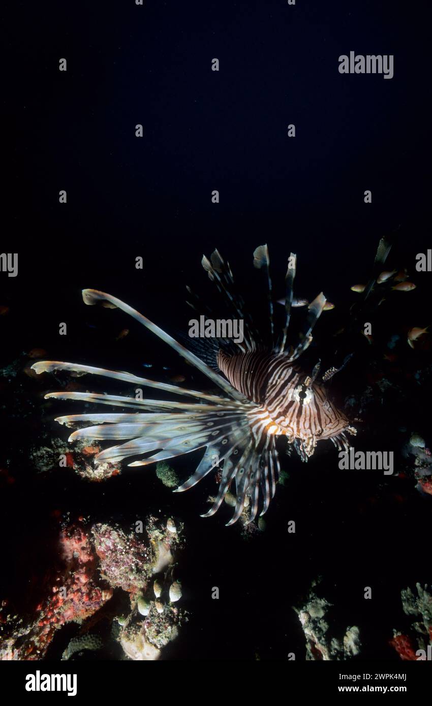Maldives, underwater, clear fin lion fish, Maldives Indian Ocean Stock ...