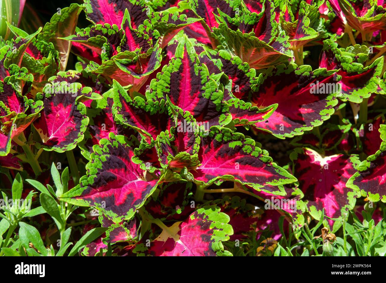 Sydney Australia, leaves of a colourful hybrid coleus plant Stock Photo ...