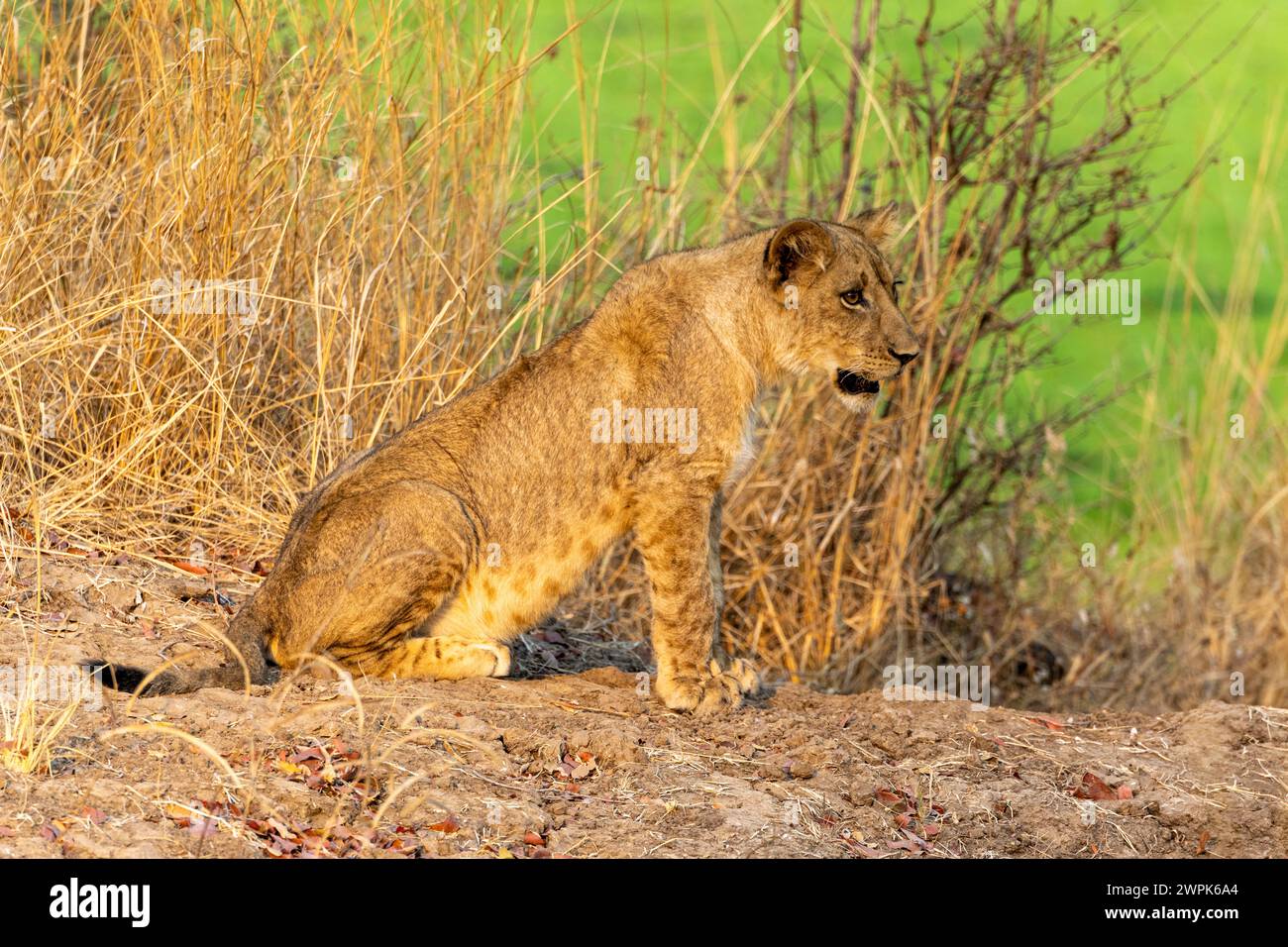 A lioness (Panthera leo) watching out for her two cubs in South Luangwa ...