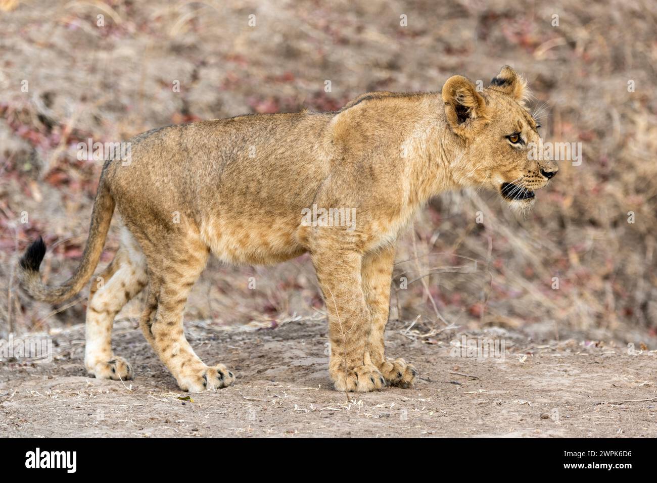 Lion cub (Panthera leo) standing watchful in South Luangwa National ...