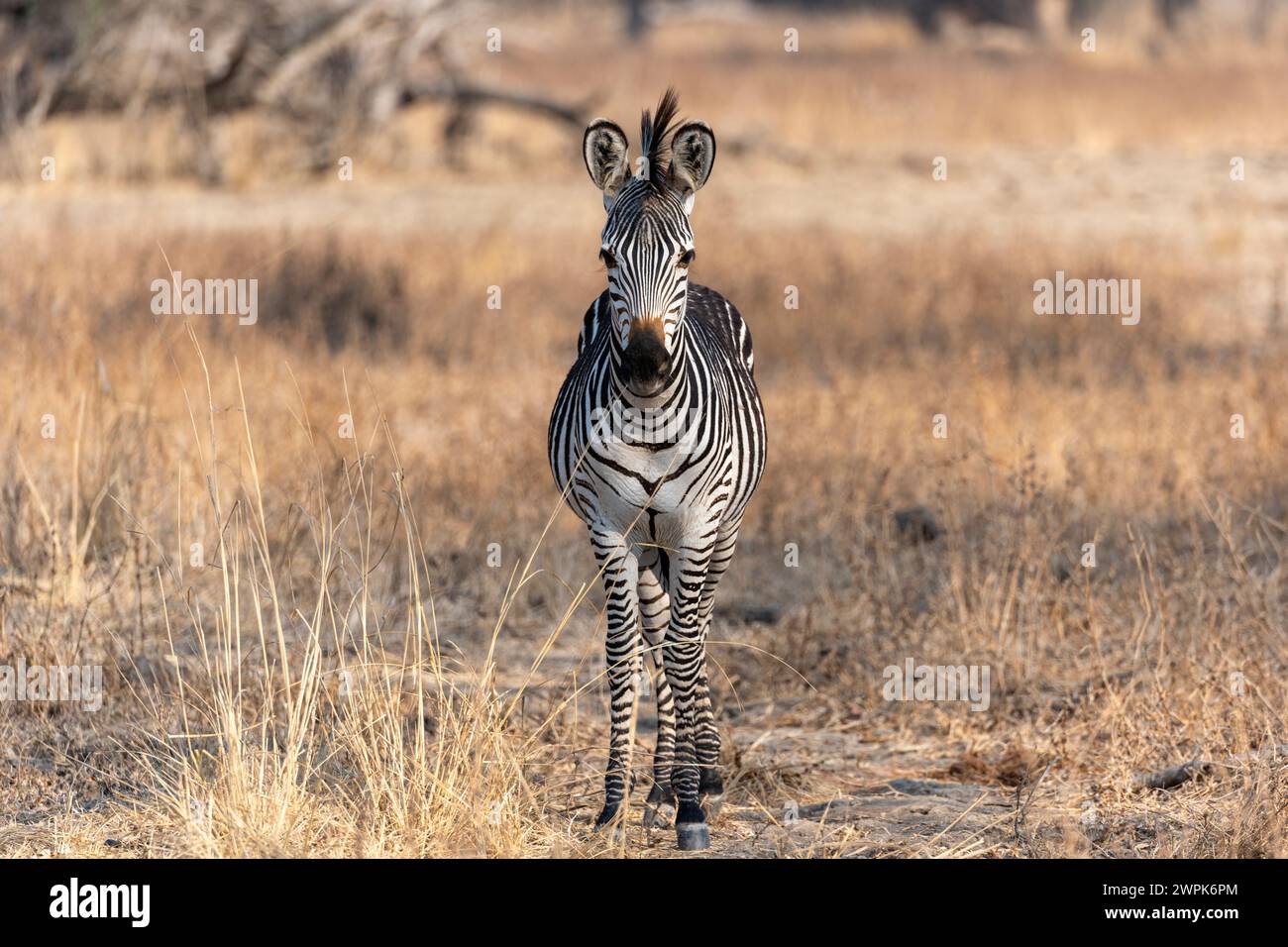 A Crawshay's zebras (Equus quagga crawshayi) standing head on in South ...