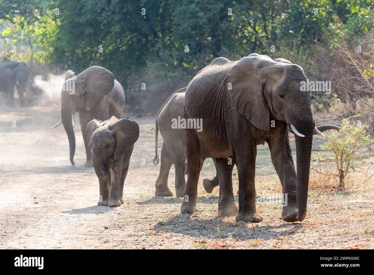 Female elephant hi-res stock photography and images - Alamy
