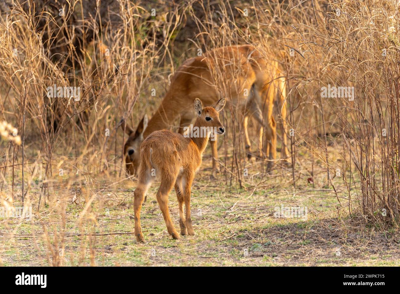 Female puku hi-res stock photography and images - Alamy