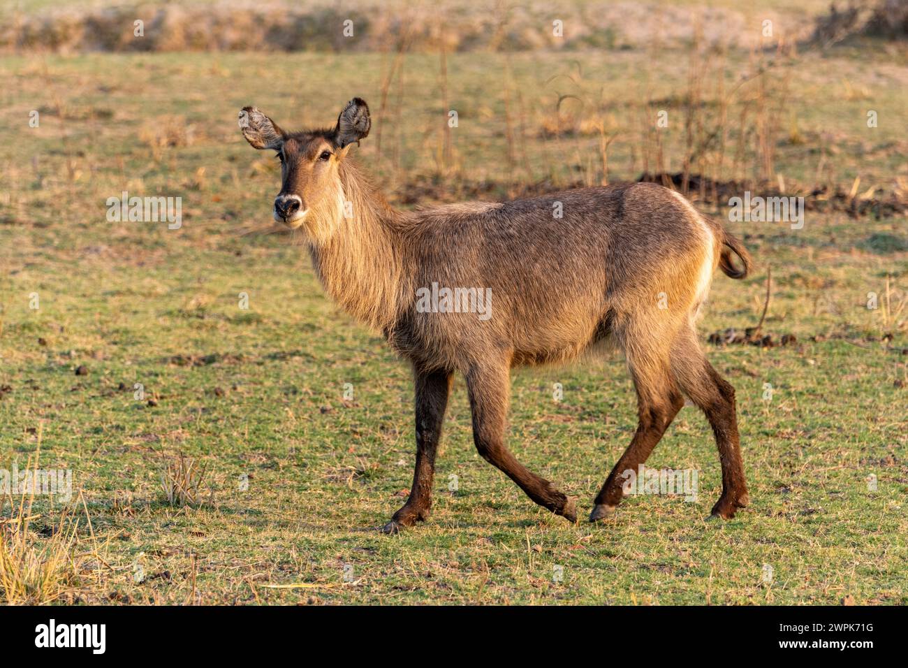 Female bushbuck hi-res stock photography and images - Alamy