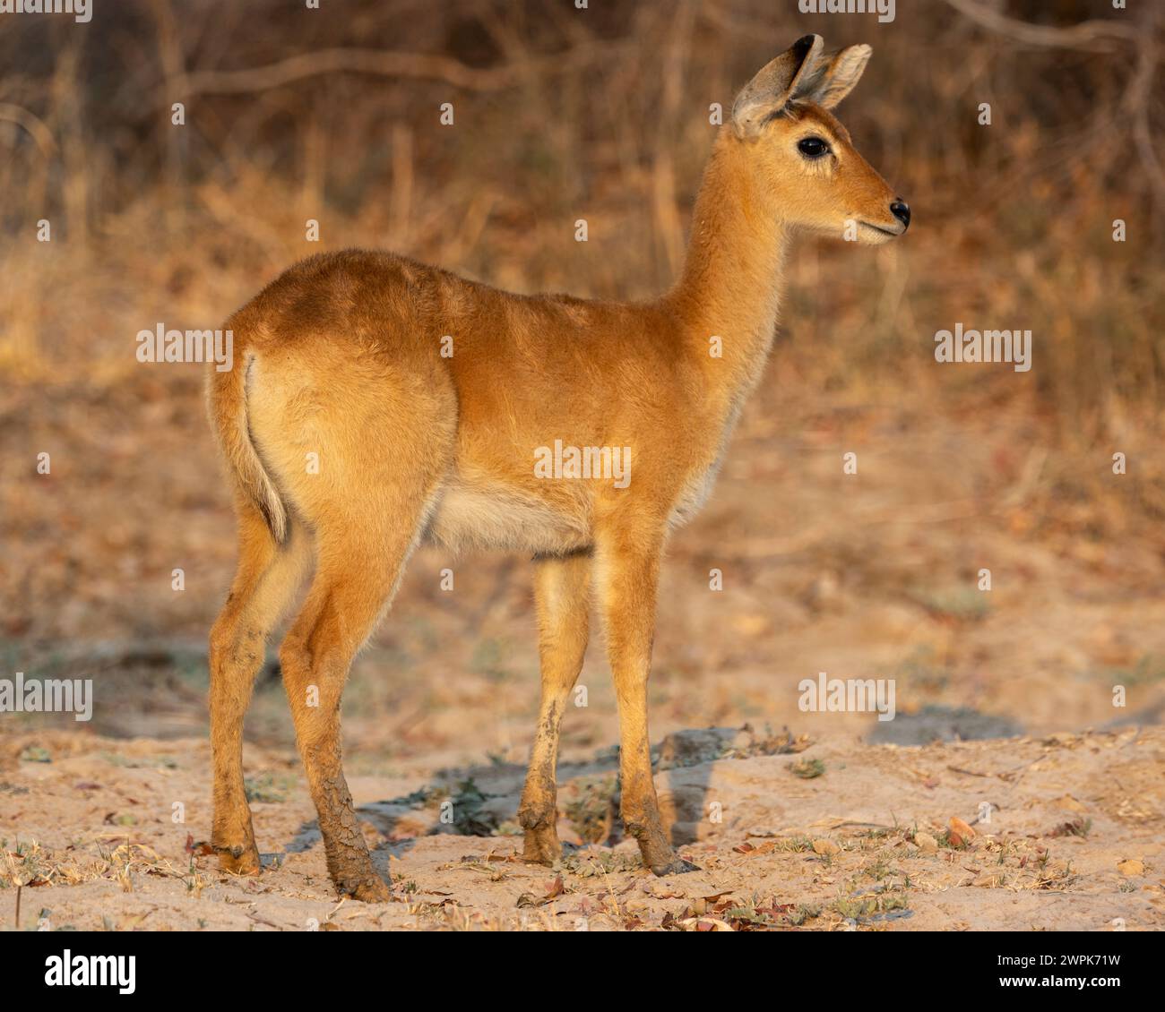 Young puku foal hi-res stock photography and images - Alamy
