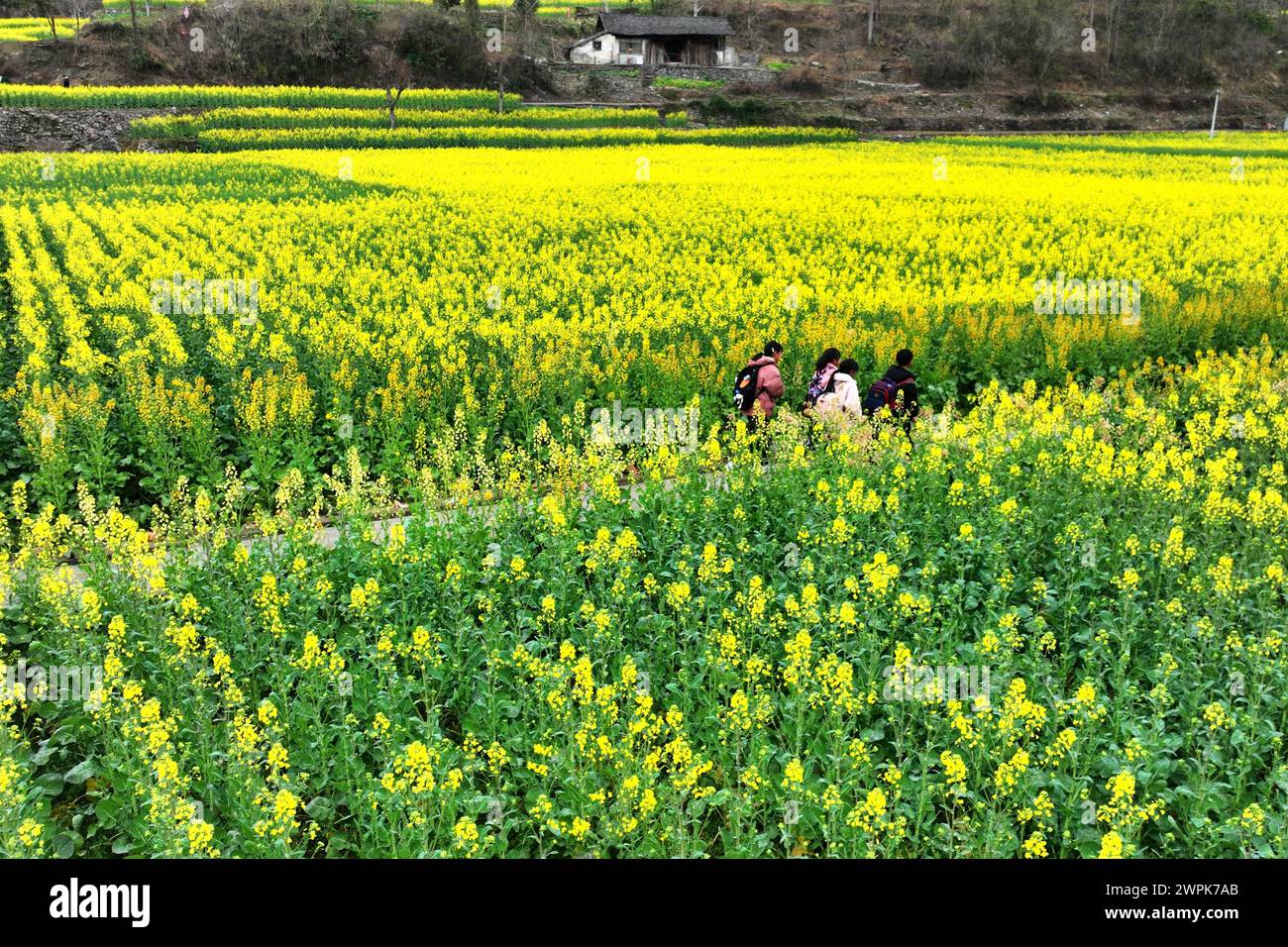 Aerial photo shows the blooming cole flower field in Chongqing, China ...