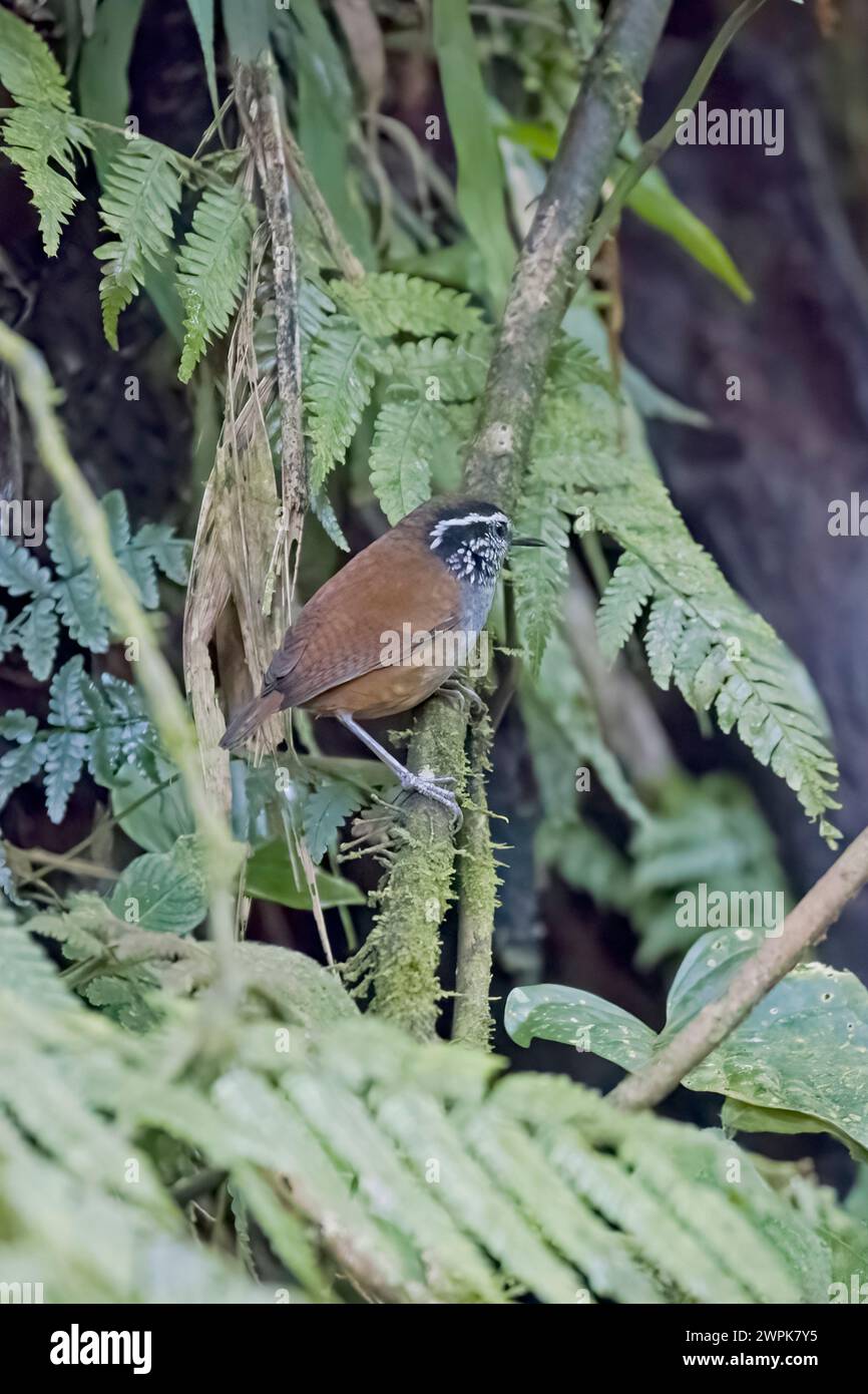 Wood wren hi-res stock photography and images - Alamy