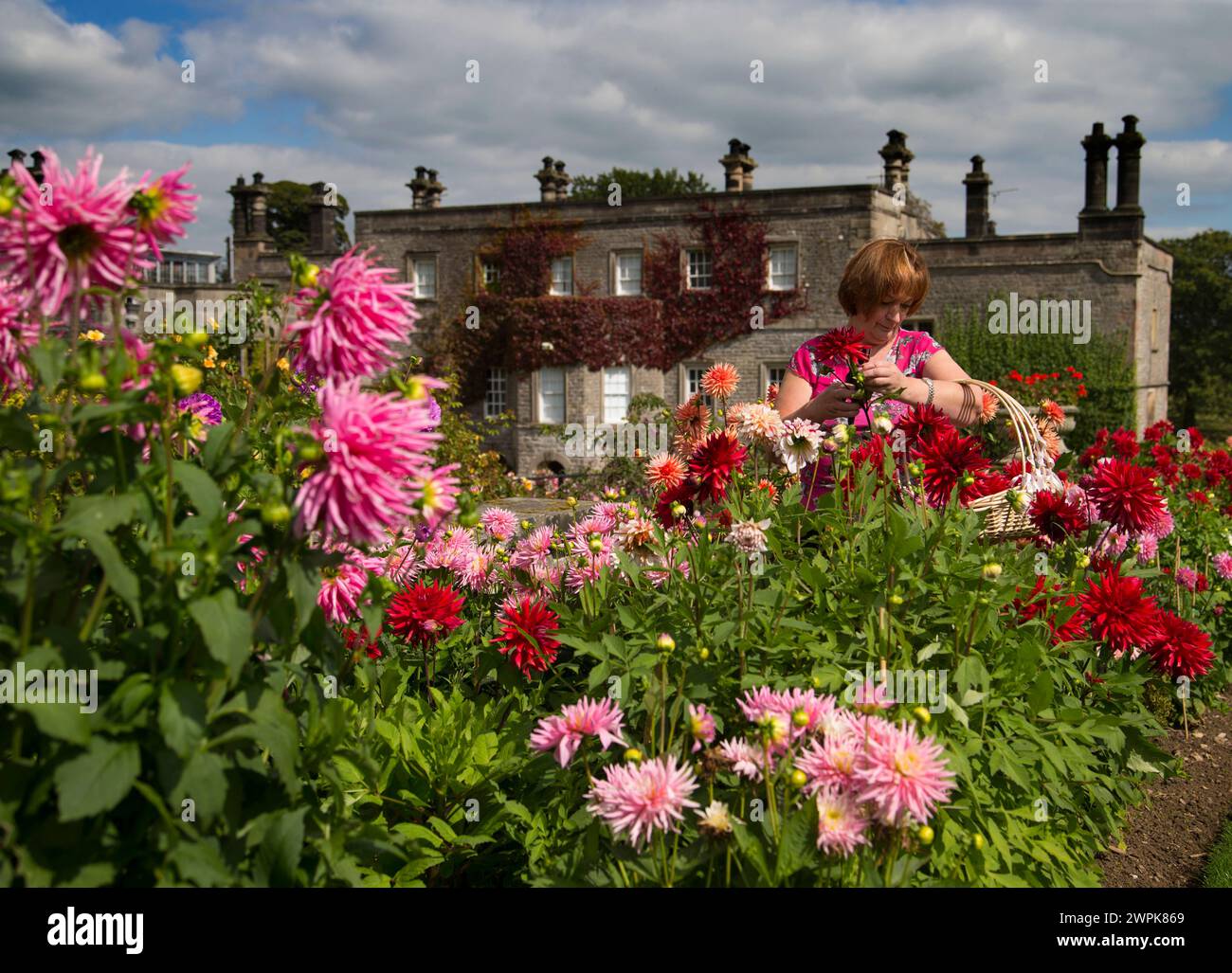 02/09/14 Dahlias soak up the autumn sun at Tissington Hall, near ...