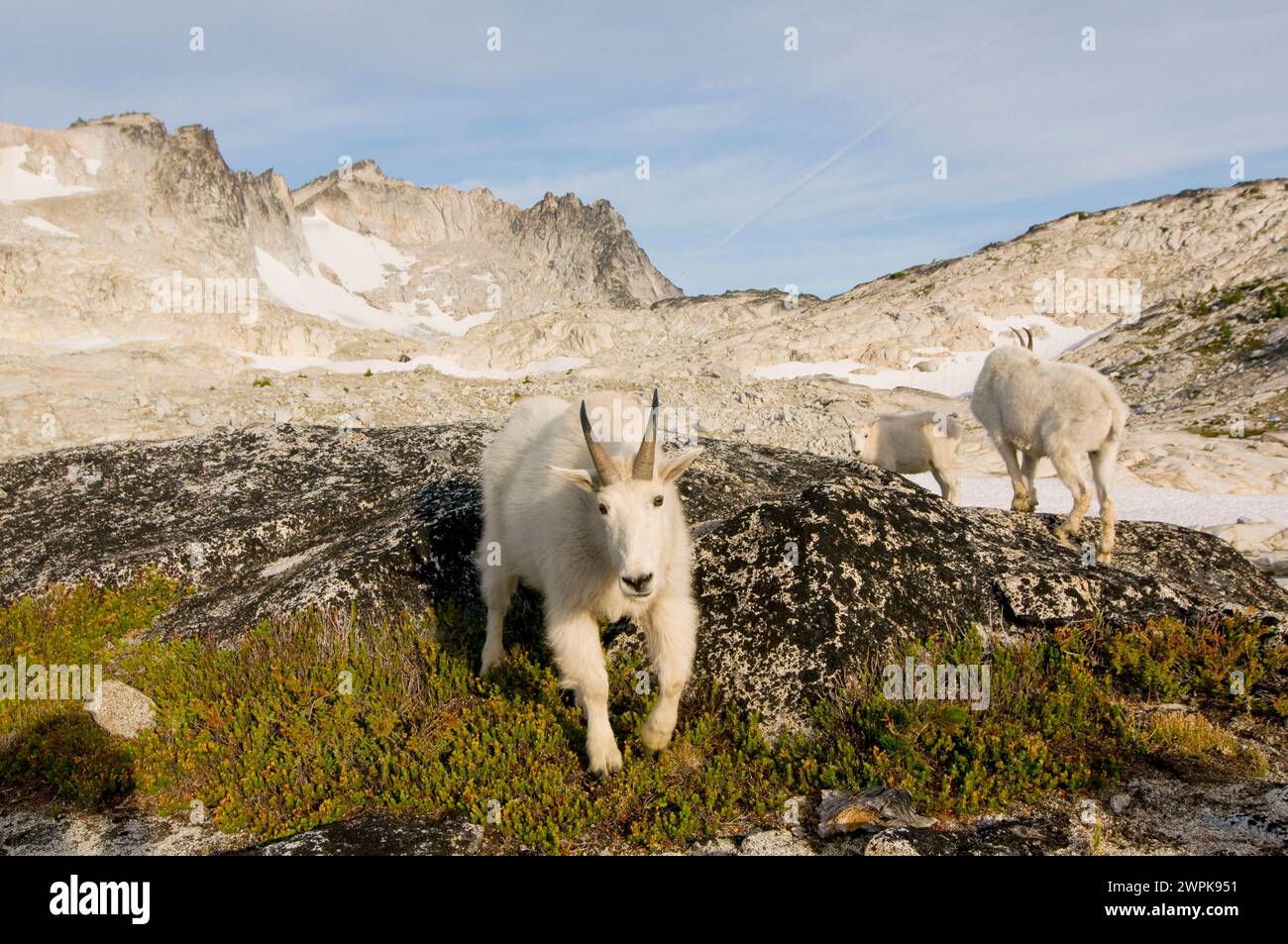 Mountain goats Oreamnos americanus in the Enchantments Alpine Lakes ...
