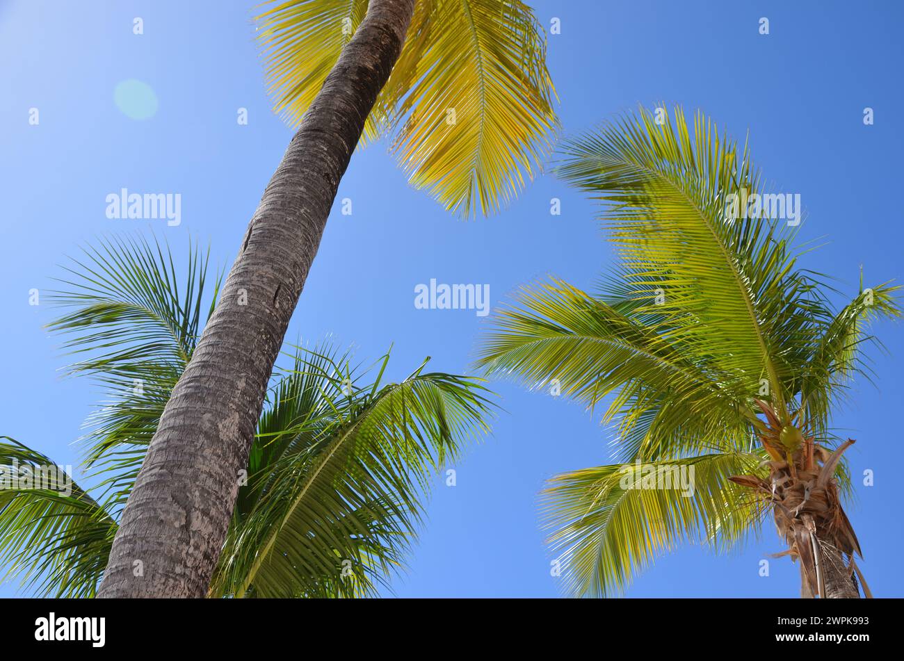Set of palm trees against blue sky, looking up point of view, concept ...