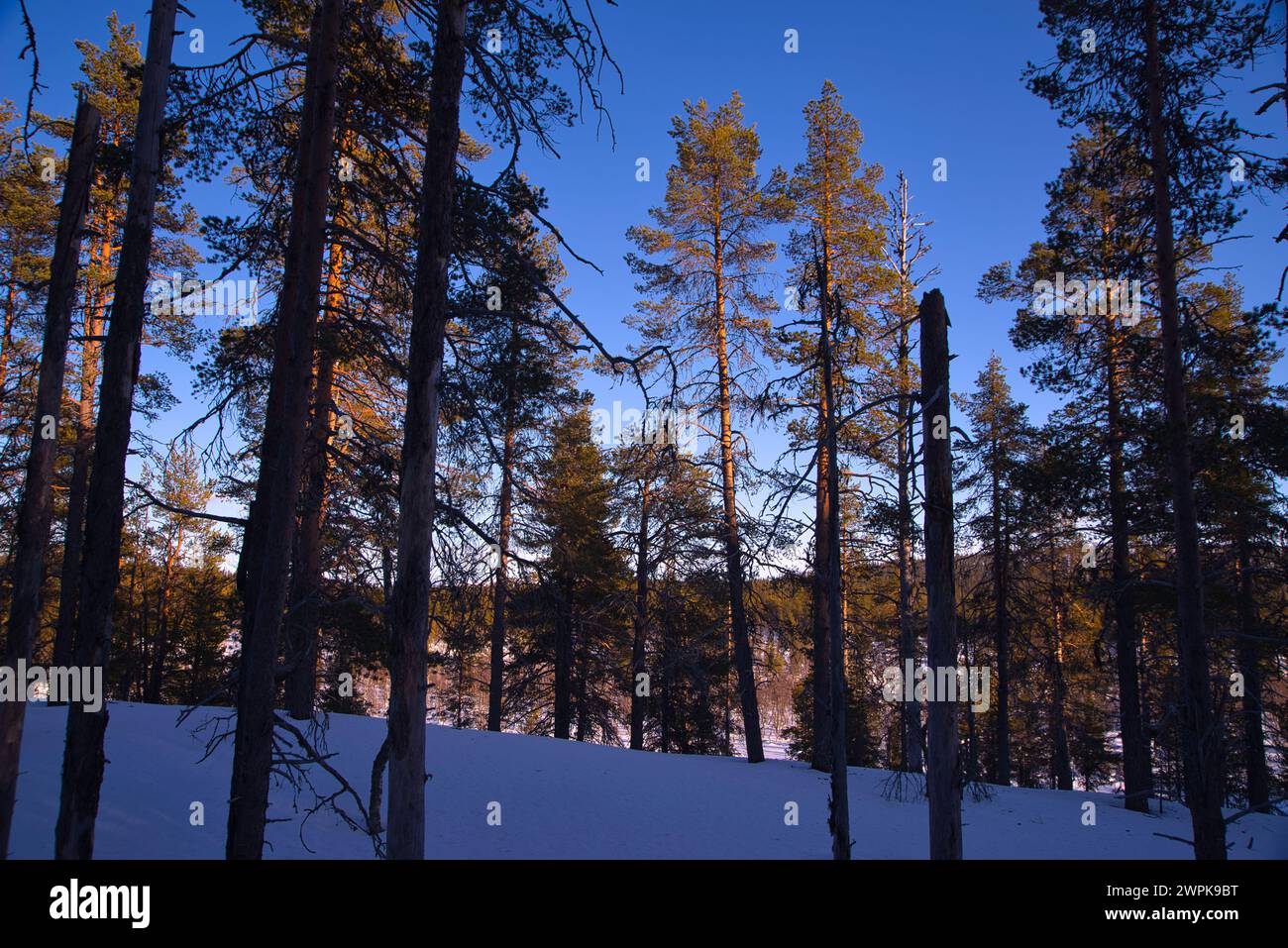 Sunset scene in Pallas-Yllästunturi National Park, Muonio, Lapland ...
