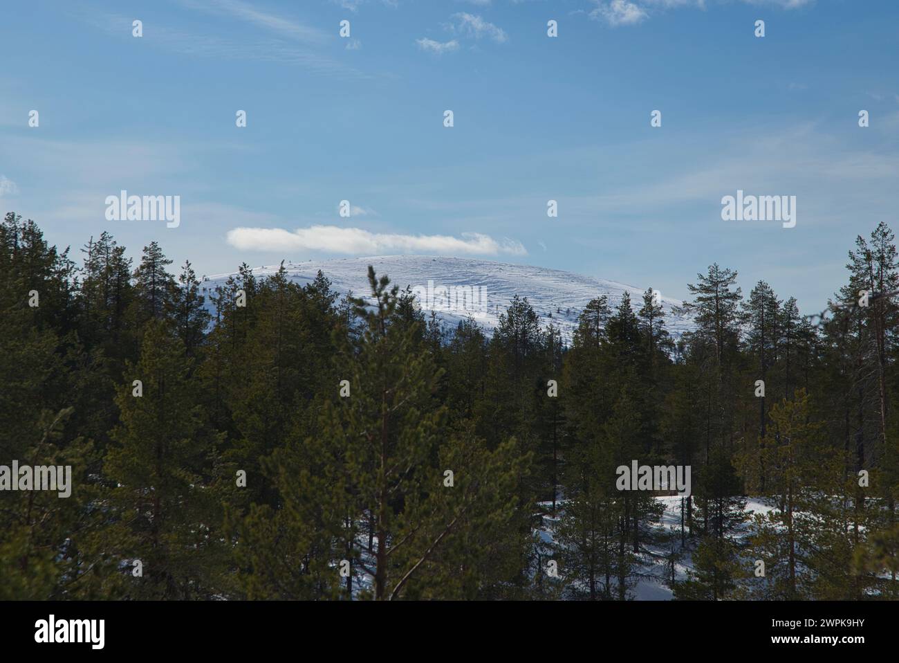 Fell in Pallas-Yllästunturi National Park, Muonio, Lapland, Finland ...