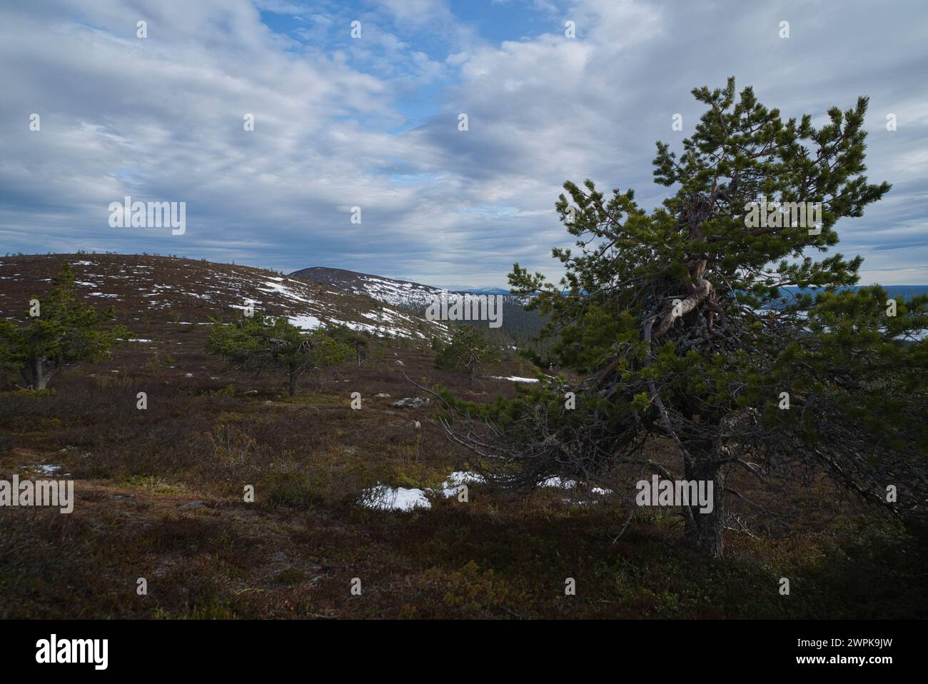 Scene at Sammaltunturi fell in Pallas-Yllästunturi National Park ...